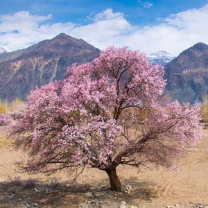 Ladakh Small Group Tour | Spring in Ladakh Tour | Explore Ladakh